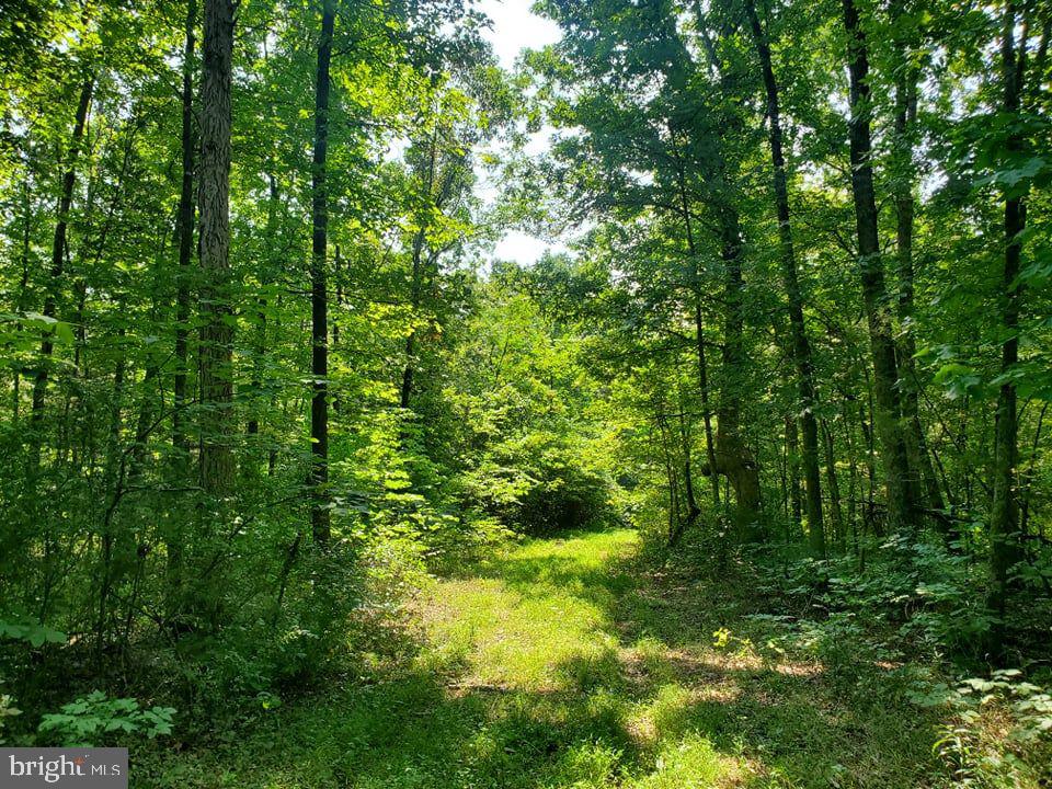 Where Is Swamp Poodle In Dc